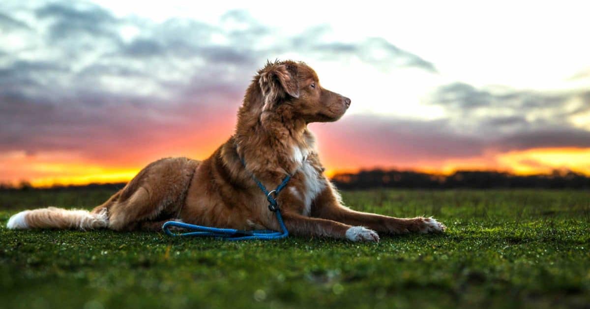 Jipper - Voor honden en katten